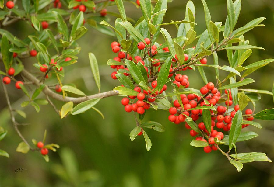 ilex-cassine-dahoon-holly-rd-erickson