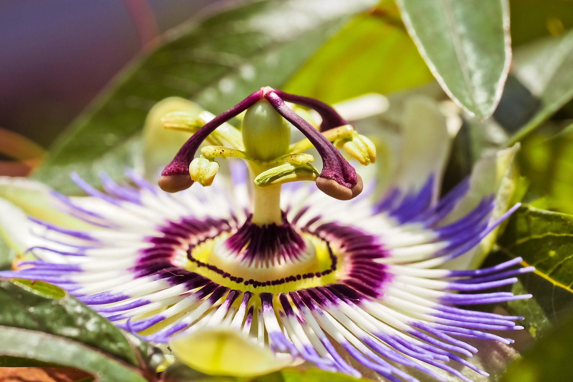 Celebrating Native Plants